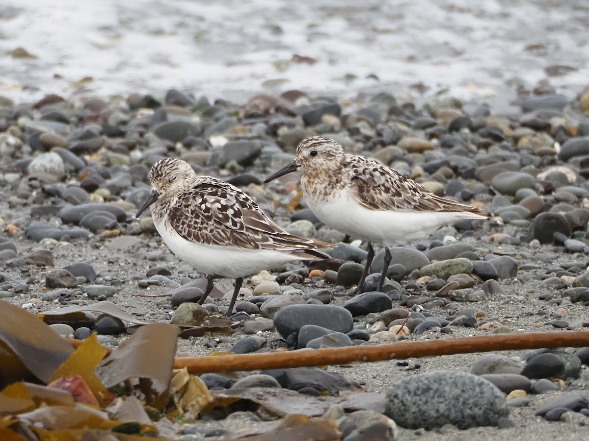 eBird Checklist - 3 Aug 2025 - Dungeness NWR - 42 species (+3 other taxa)