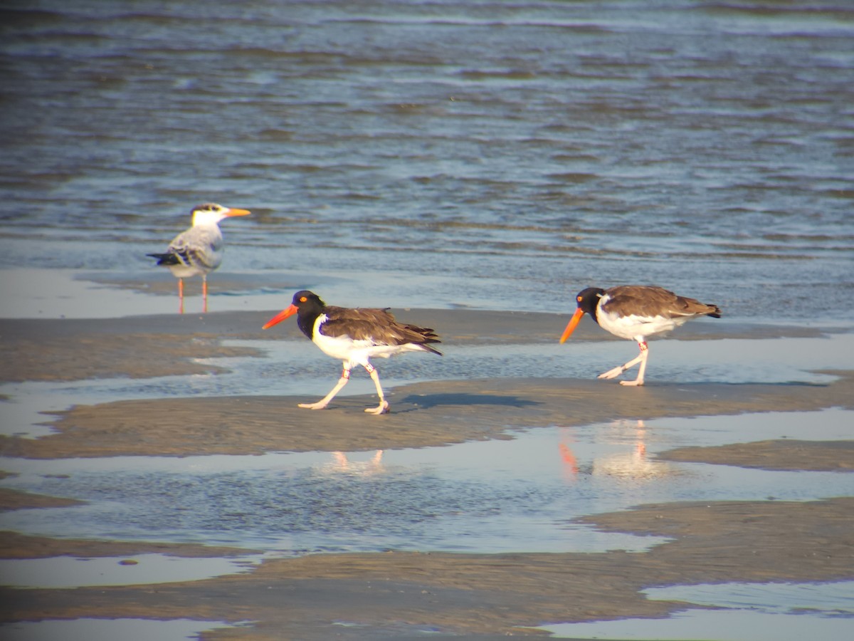 eBird Checklist - 1 Aug 2025 - Hunting Island SP--North Spit - 20 species