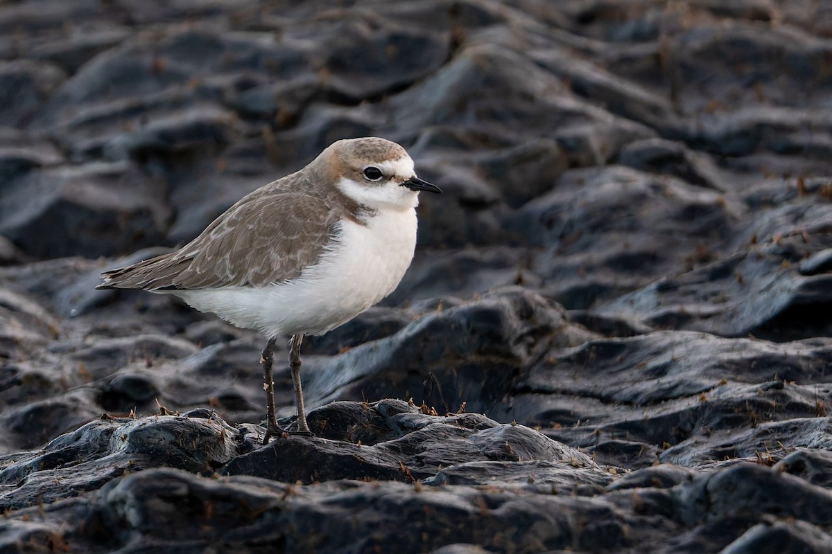 eBird Checklist - 4 Aug 2025 - Lang Lang Beach - 34 species