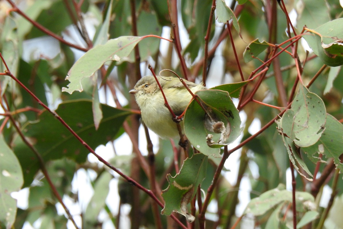 eBird Checklist - 3 Aug 2025 - Red Hill (Restricted access) Tingha 2369 ...