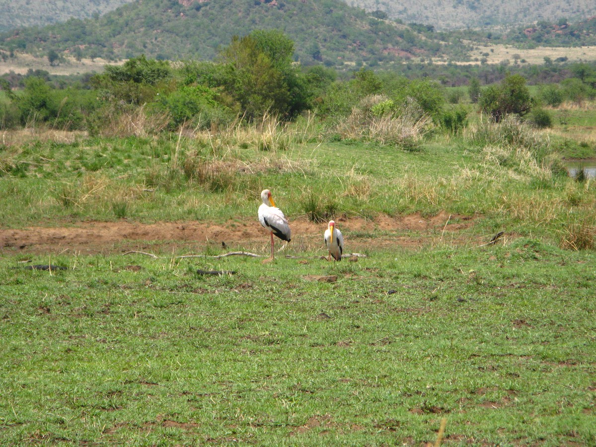 eBird Checklist - 10 Nov 2012 - Pilanesberg NP (please use more ...