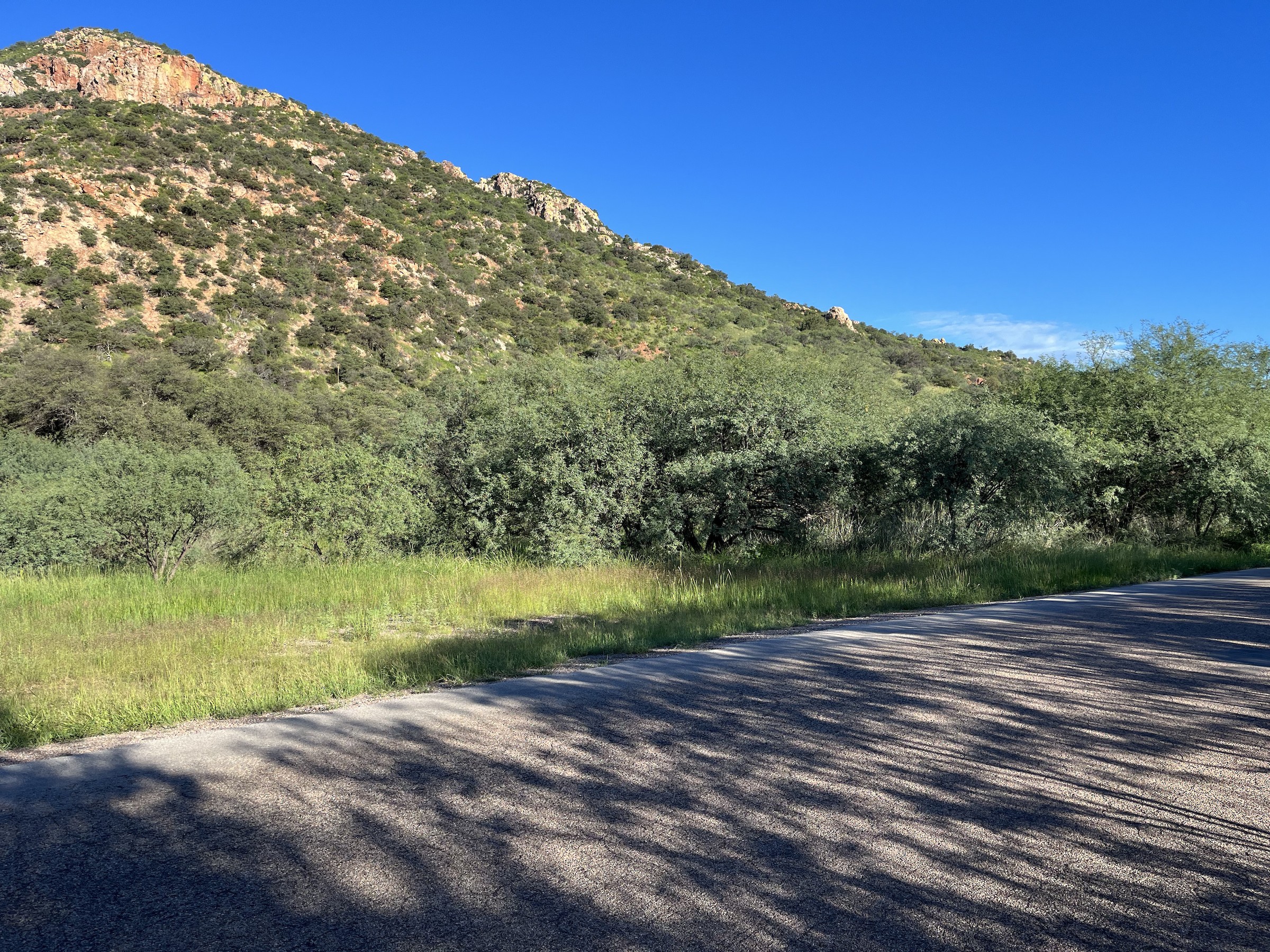 Harshaw Canyon - Santa Cruz, Arizona, US - Birding Hotspots