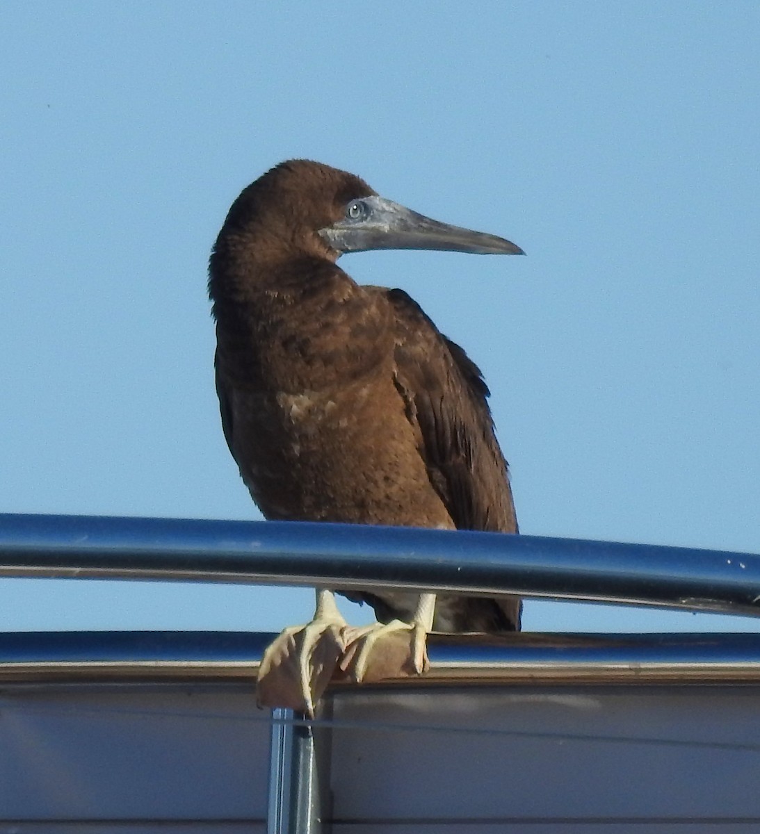 eBird Checklist - 3 Aug 2025 - South Lake Tahoe--Ski Run Marina - 7 species