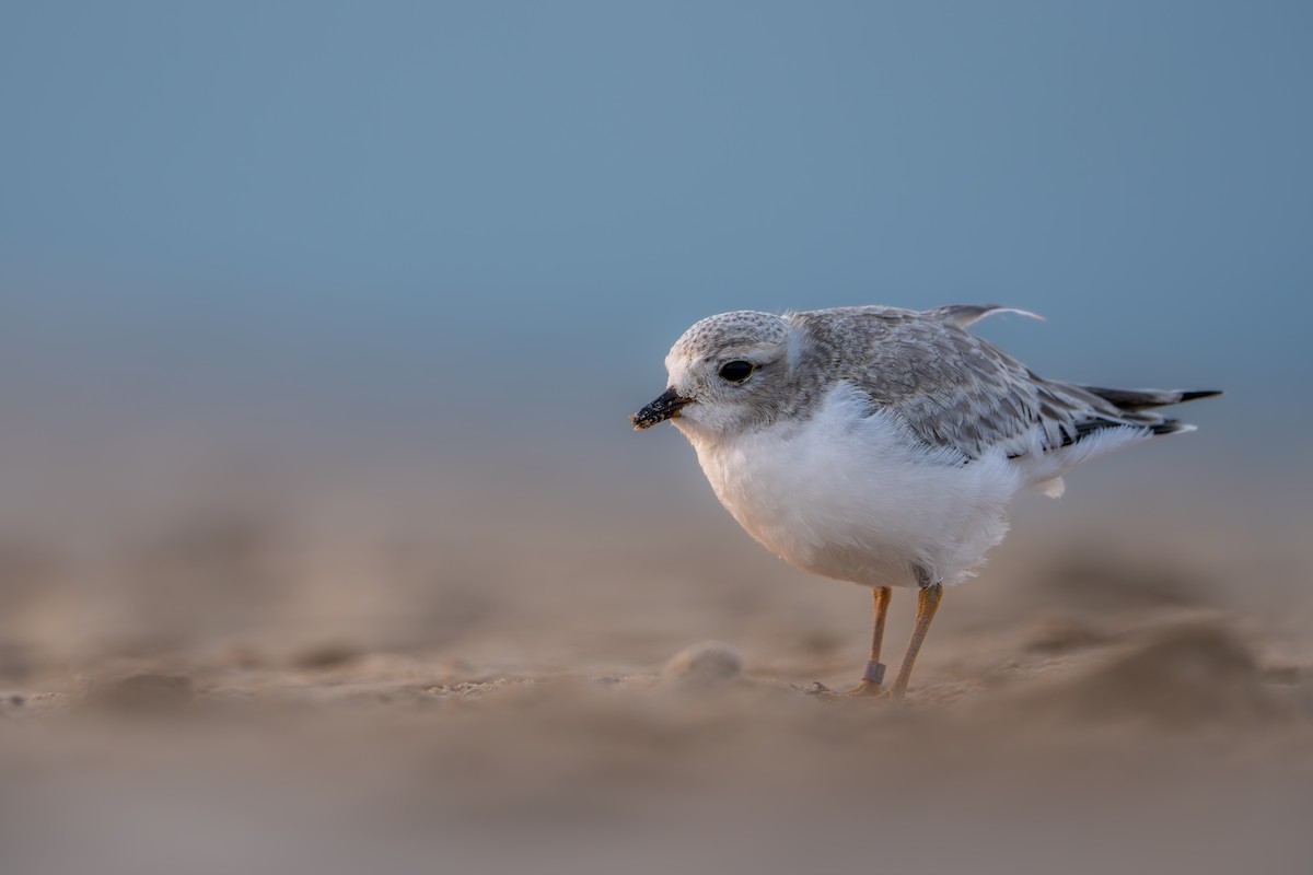eBird Checklist - 2 Aug 2025 - Montrose Point Bird Sanctuary, Lincoln ...