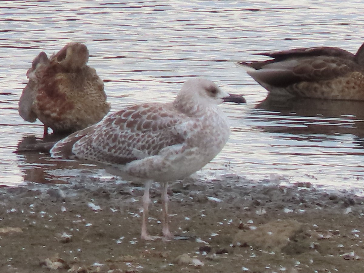 eBird Checklist - 3 Aug 2025 - Attenborough Nature Centre and NWT NR ...