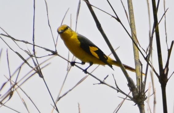 eBird Checklist - 17 Apr 2025 - Jessami, Manipur - 5 species