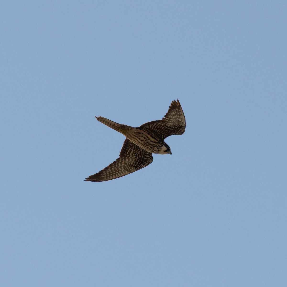 ML639805011 - Eleonora's Falcon - Macaulay Library