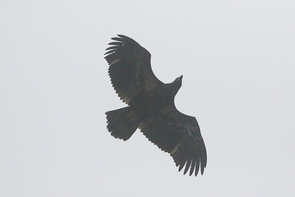 eBird Checklist - 2 Aug 2025 - New River--Mouth of Madams Creek ...