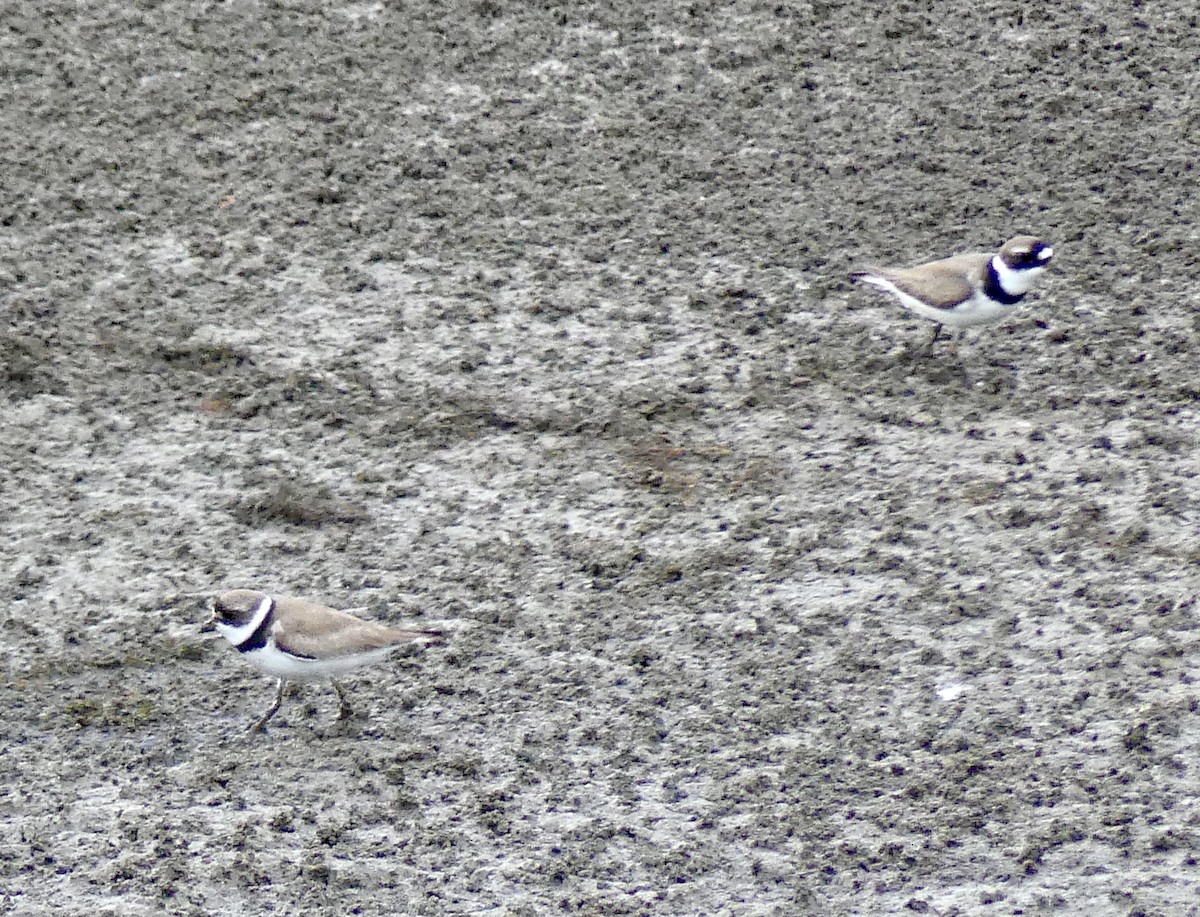 eBird Checklist - 4 Aug 2025 - Lincoln SP - 39 species