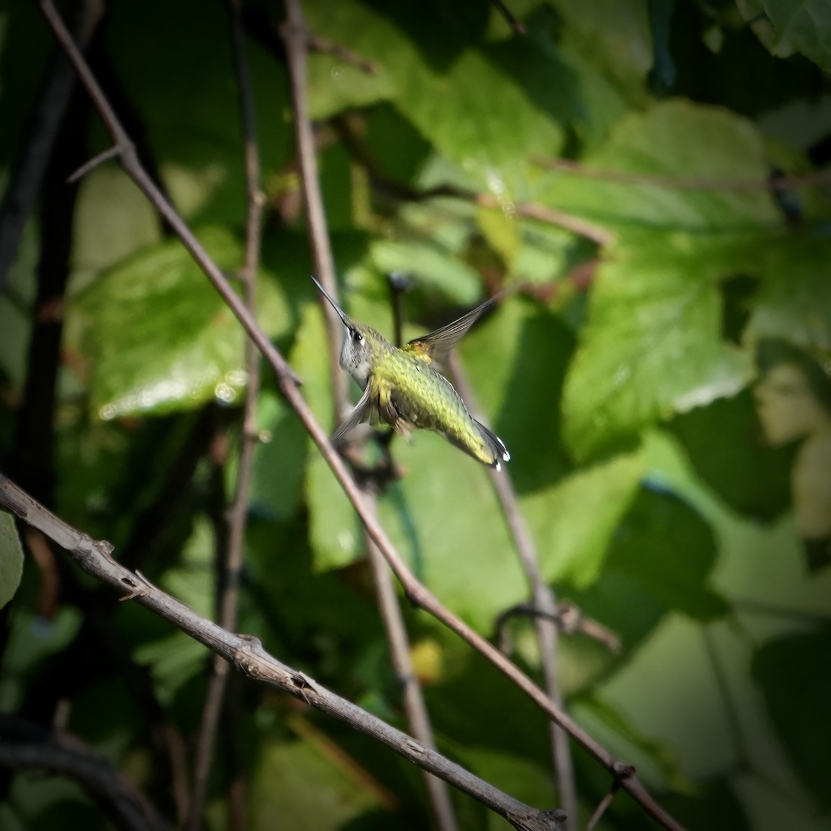 eBird Checklist - 4 Aug 2025 - Muscoot Farm - 43 species