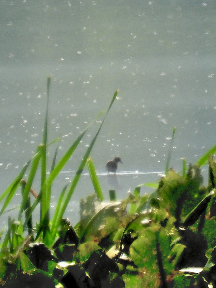 Pennsylvania Bird Atlas Checklist - 2 Aug 2025 - John Heinz NWR--impoundment (Philadelphia Co ...