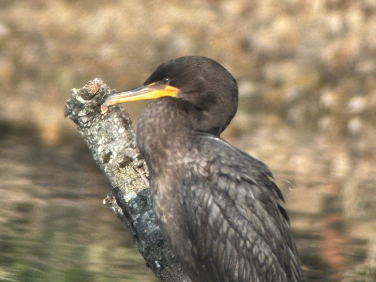 eBird Checklist - 4 Aug 2025 - Spruce Run Recreation Area - 21 species ...