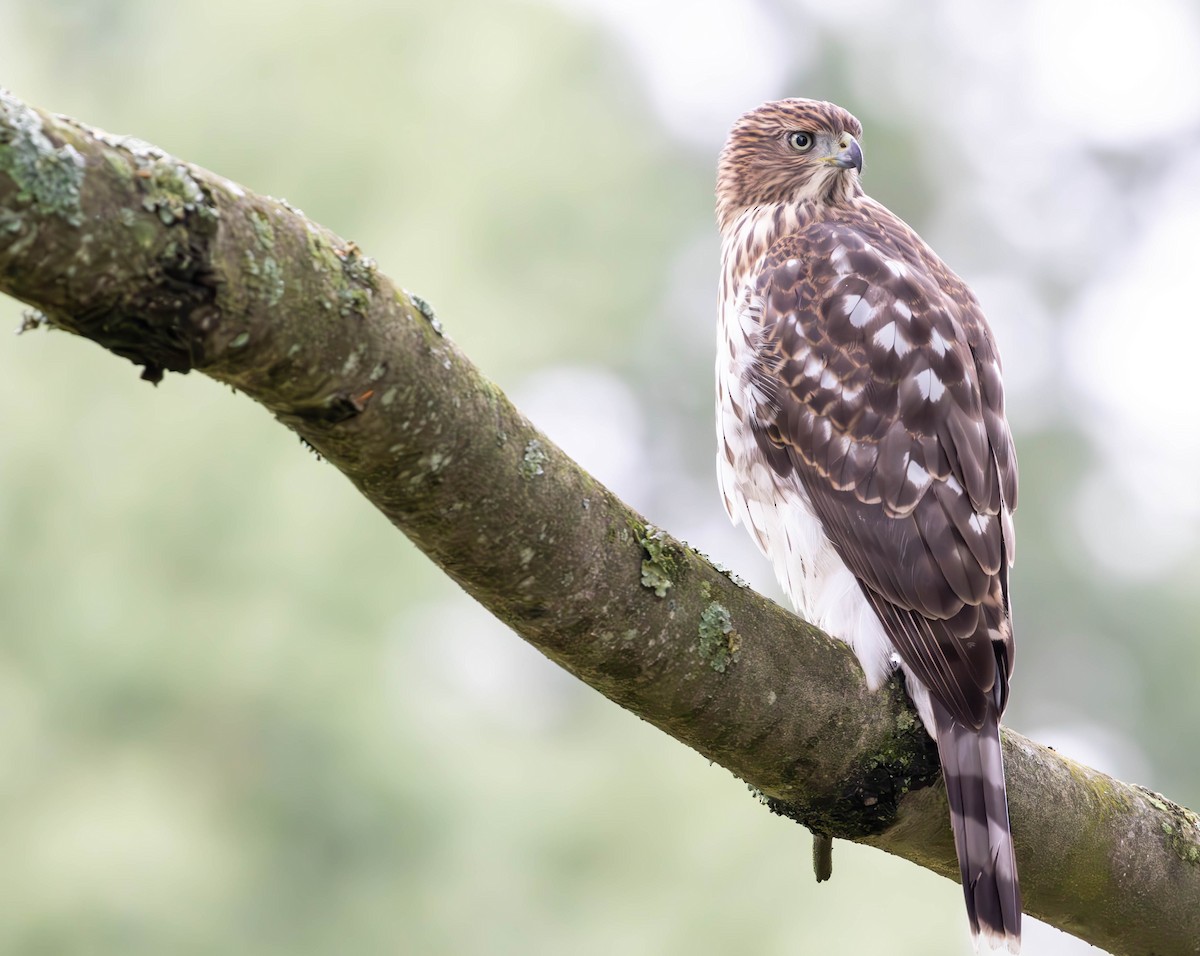 eBird Checklist - 1 Aug 2025 - Van Dyck Park - 9 species