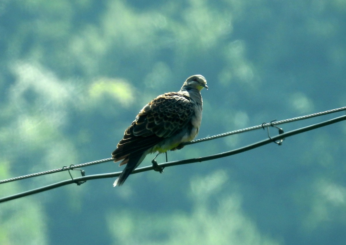 eBird Checklist - 14 Jul 2025 - Luding, Garze CN-Sichuan 29.85063, 102. ...