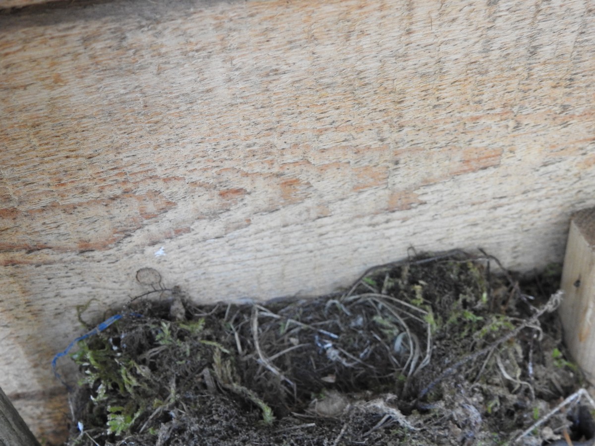 eBird Checklist - 2 Aug 2025 - 2074 Skimikin Rd (50.7947,-119.4083) - 6 ...