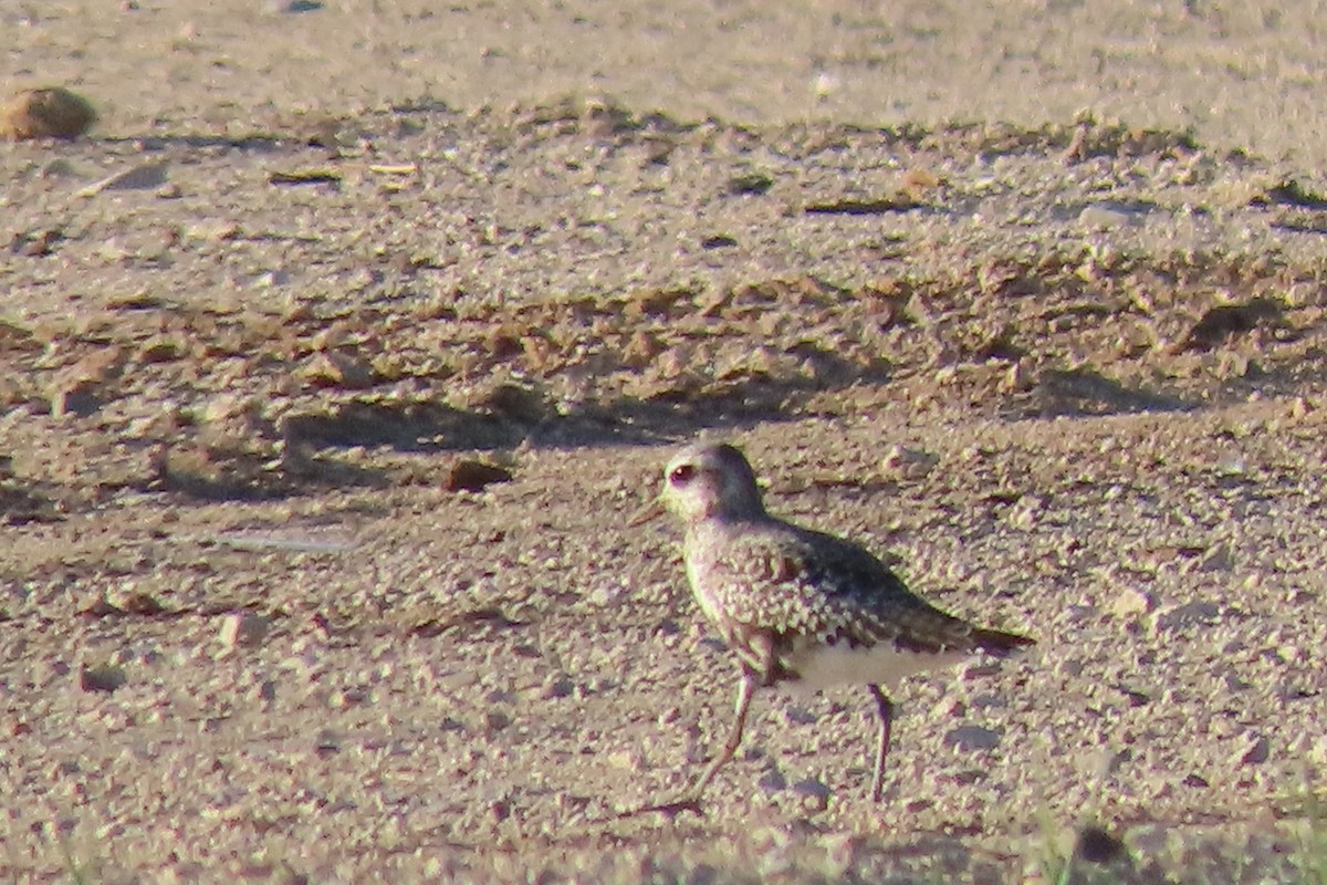 eBird Checklist - 4 Aug 2025 - Paloma Ranch - 39 species (+1 other taxa)