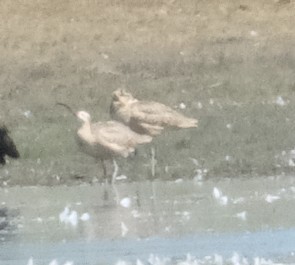 eBird Checklist - 4 Aug 2025 - Smith Reservoir SWA - 43 species