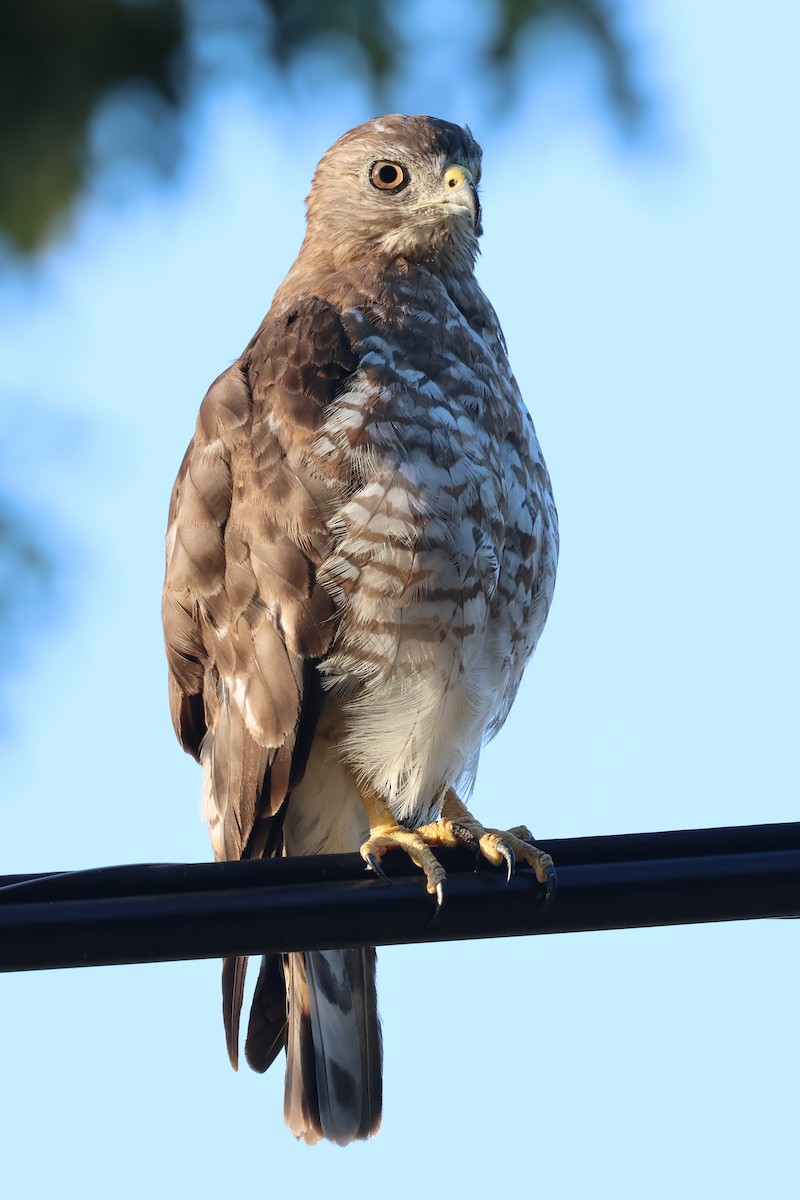 eBird Checklist - 4 Aug 2025 - 7830 Ellis Road, Memphis, Tennessee, US ...