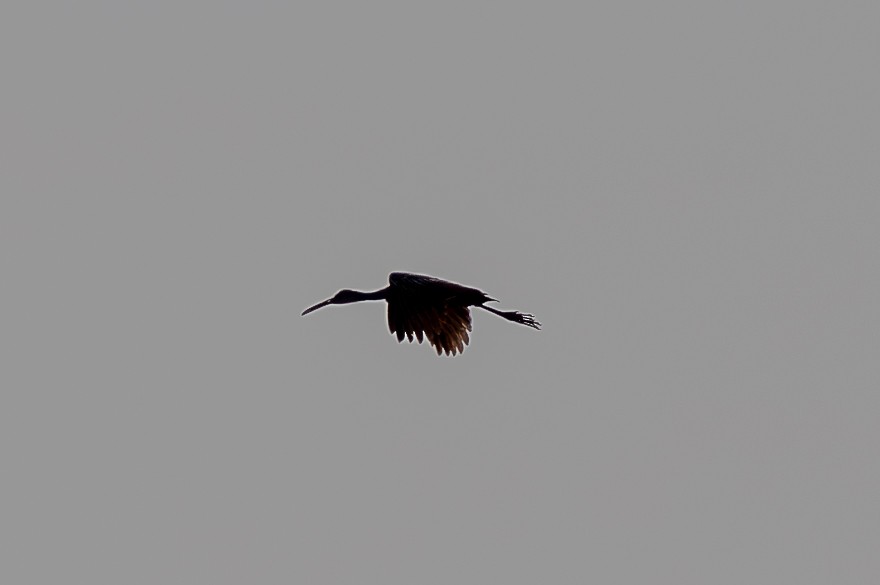eBird Checklist - 2 Aug 2025 - Palm Beach Pelagics 8/2/2025 leg 2 - 4 ...