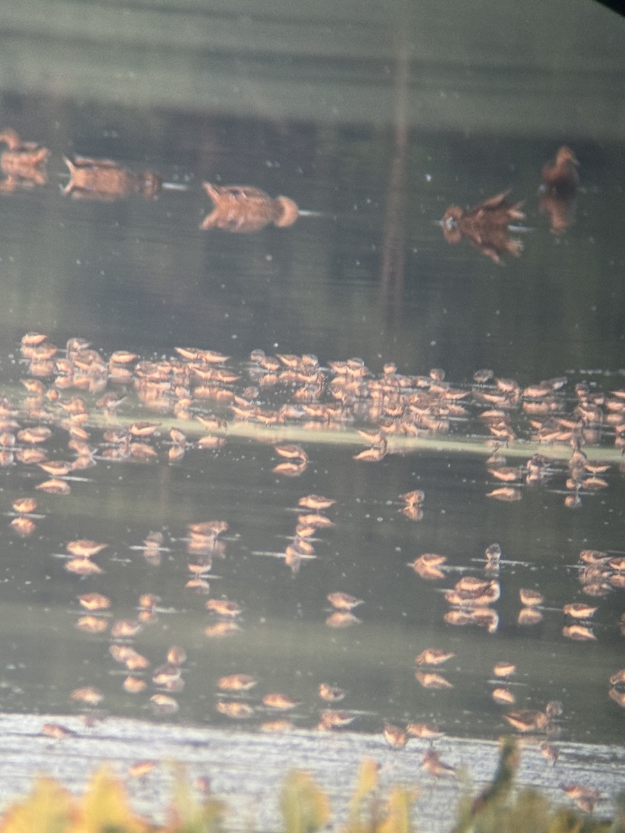 Pennsylvania Bird Atlas Checklist - 4 Aug 2025 - John Heinz NWR--impoundment (Philadelphia Co ...