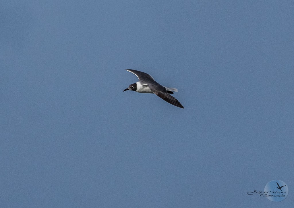 eBird Checklist - 4 Aug 2025 - Oistins, Christ Church, BB (13.064, -59. ...