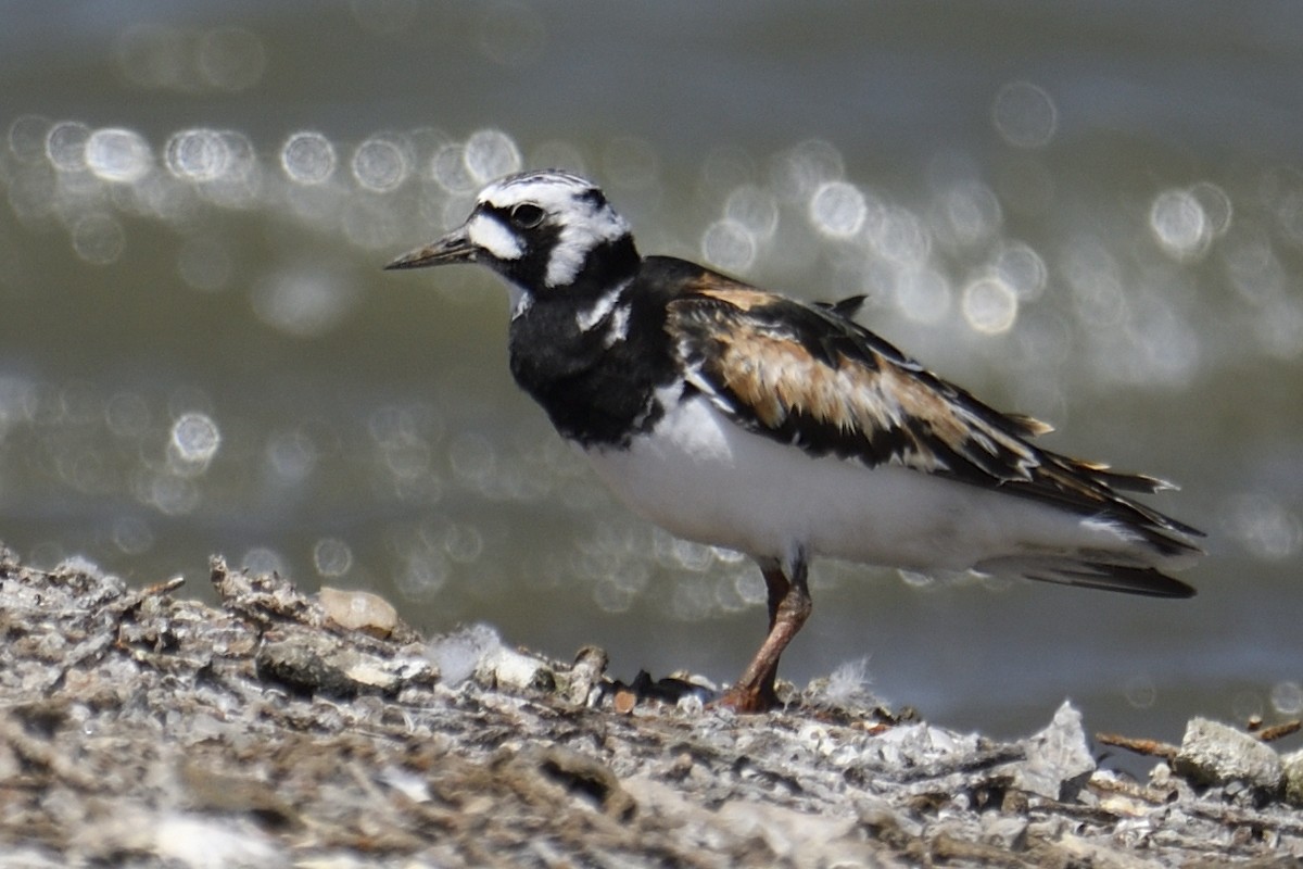 eBird Checklist - 4 Aug 2025 - Blacks Creek Bird Reserve - 18 species