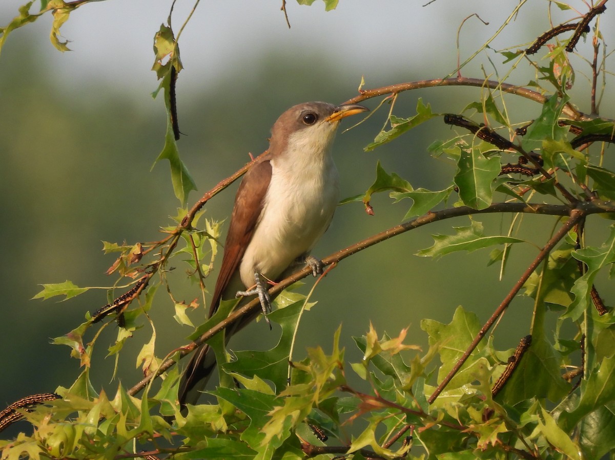 eBird Checklist - 4 Aug 2025 - Walborn Reservoir--Eagle Nest ...