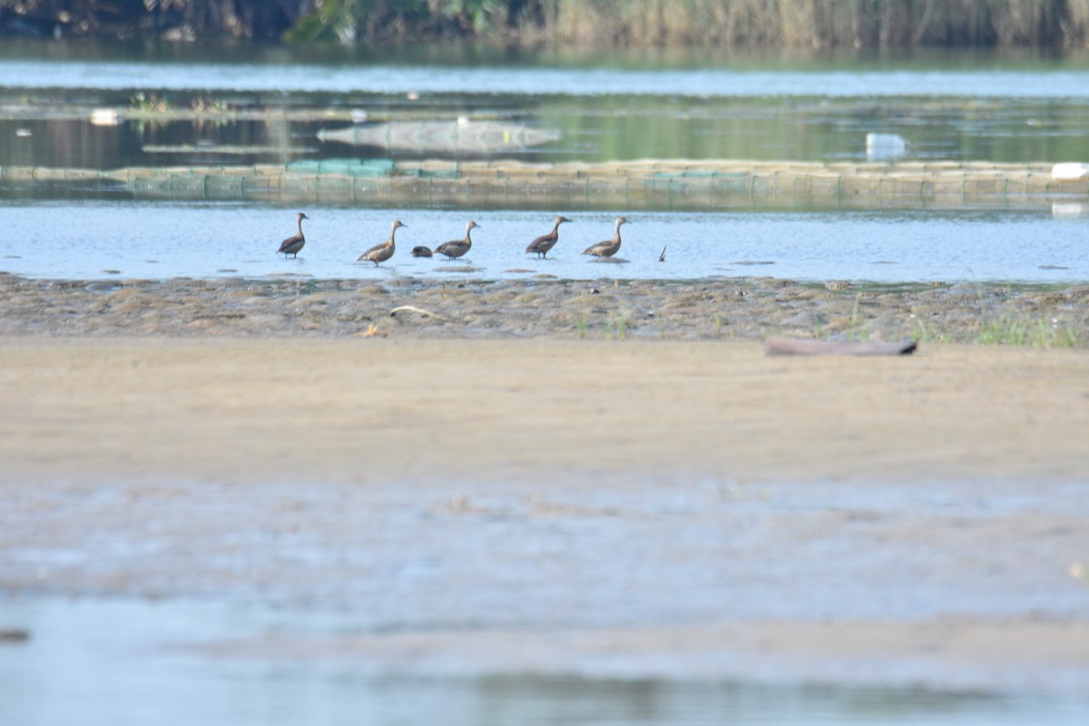 eBird Checklist - 4 Aug 2025 - Thu Bon River--Next Continent Birding ...