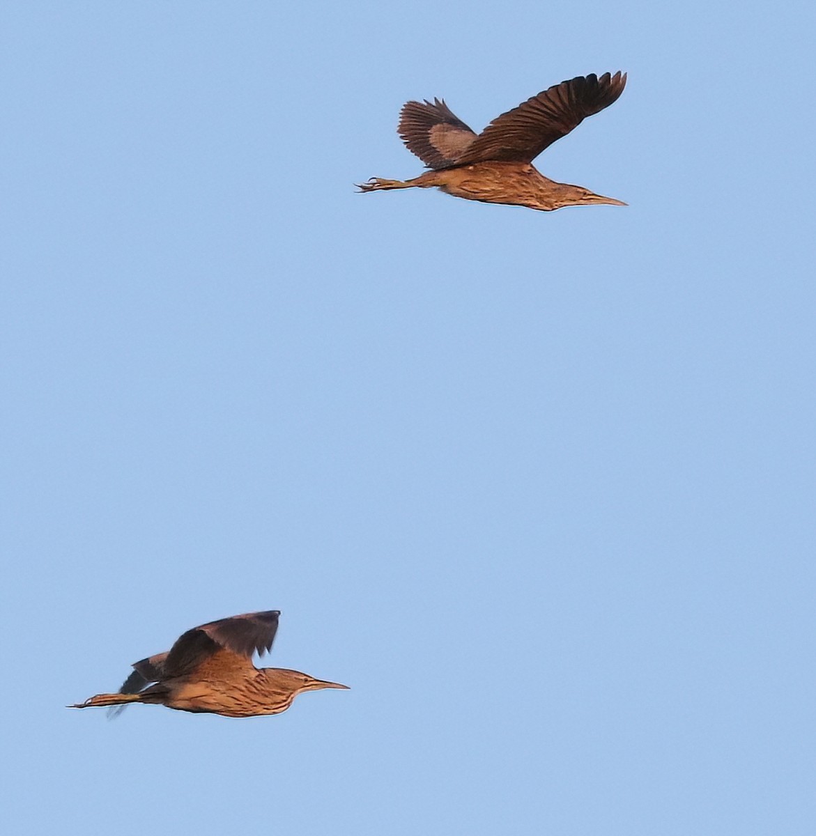 eBird Checklist - 4 Aug 2025 - Warehouse Beach Recreation Area - 8 species