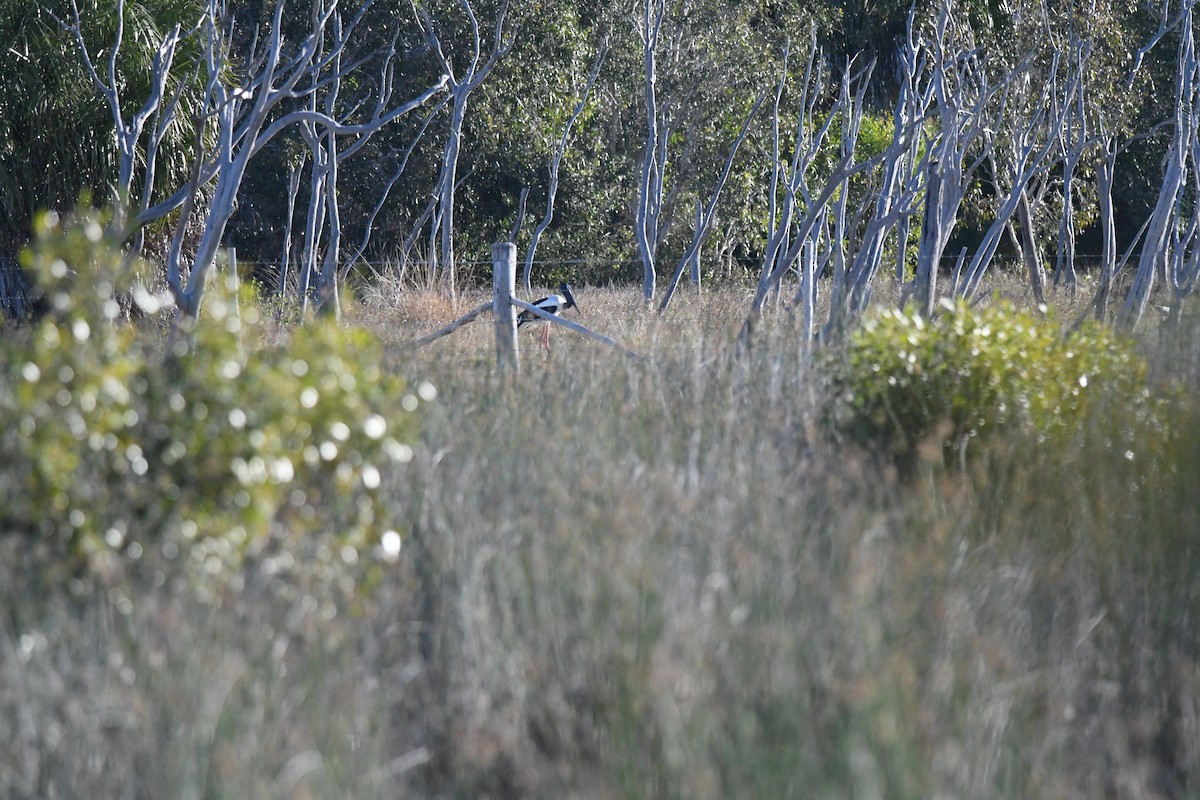 eBird Checklist - 3 Aug 2025 - Kinka Wetlands, Kinka Beach - 29 species