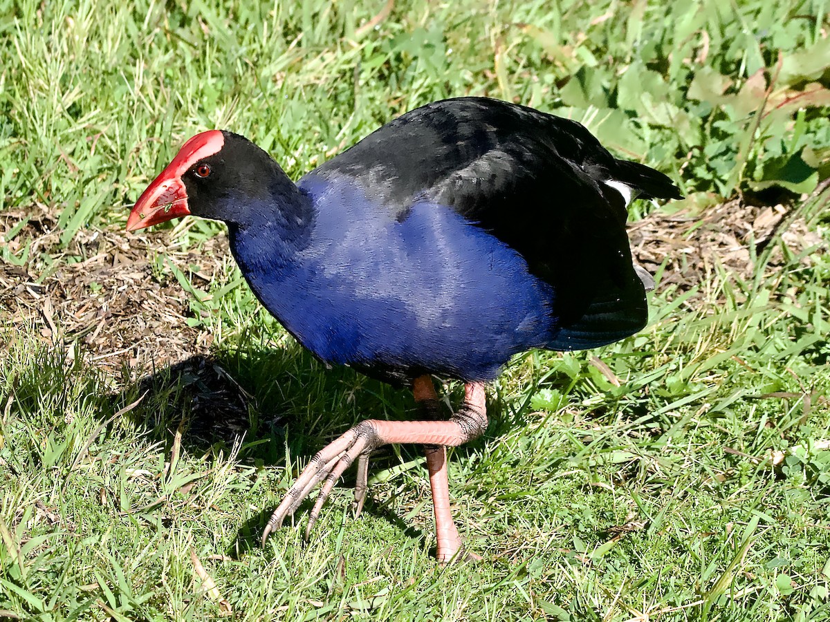 eBird Checklist - 5 Aug 2025 - Hunter Wetlands Centre (Newcastle) - 58 ...