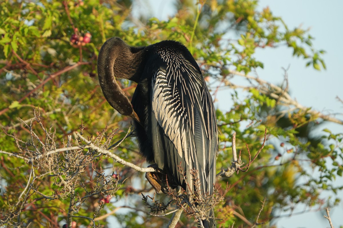 eBird Checklist - 5 Aug 2025 - Lake Woodruff NWR - 24 species