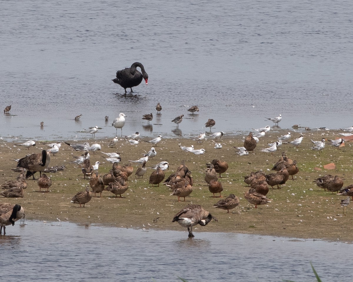 eBird Checklist - 26 Jul 2025 - Bombay Hook - 73 species (+1 other taxa)