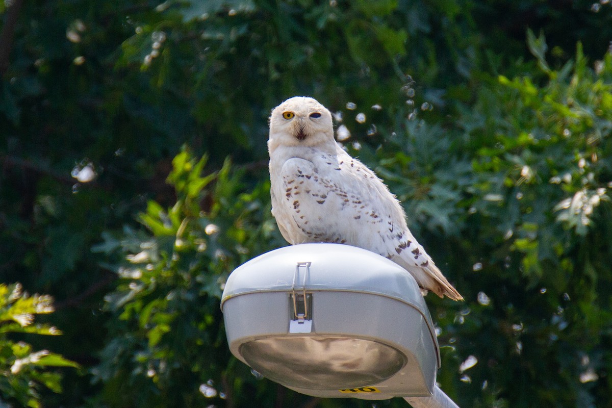 eBird Checklist - 5 Aug 2025 - Regent Park Snowy Owl - August 2025 - 1 ...