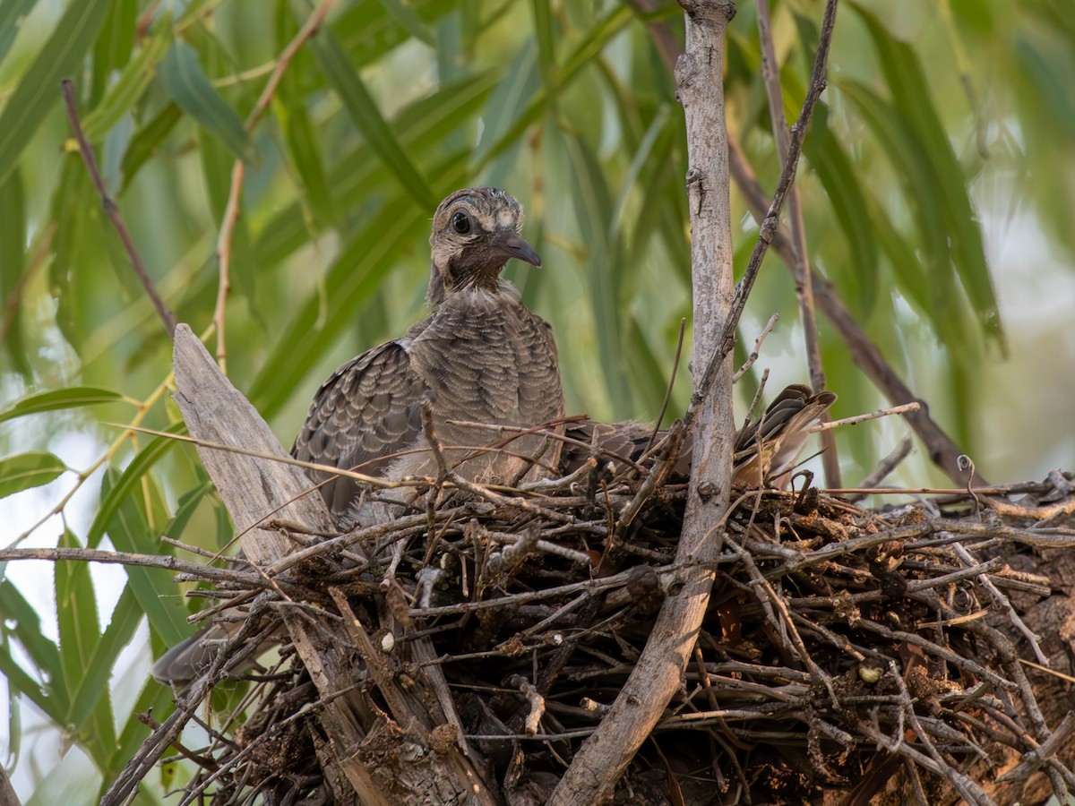 eBird Checklist - 5 Aug 2025 - I-20 Pond/Jenna Welch Nature Ctr. (FWTX ...