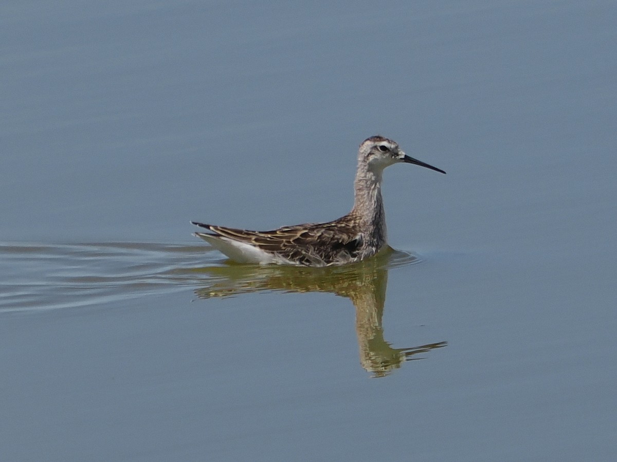 eBird Checklist - 4 Aug 2025 - Piute Ponds (permit required) - 47 ...