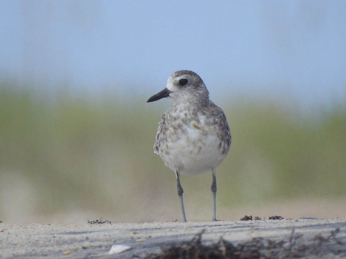 eBird Checklist - 5 Aug 2025 - ORV Ramp 23, Avon, North Carolina, US ...