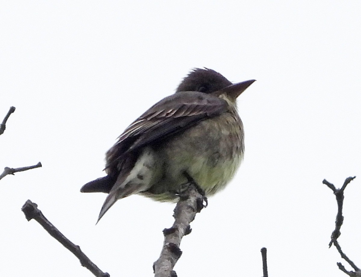 eBird Checklist - 18 May 2025 - 278 East CR-1500 North, Chesterton ...