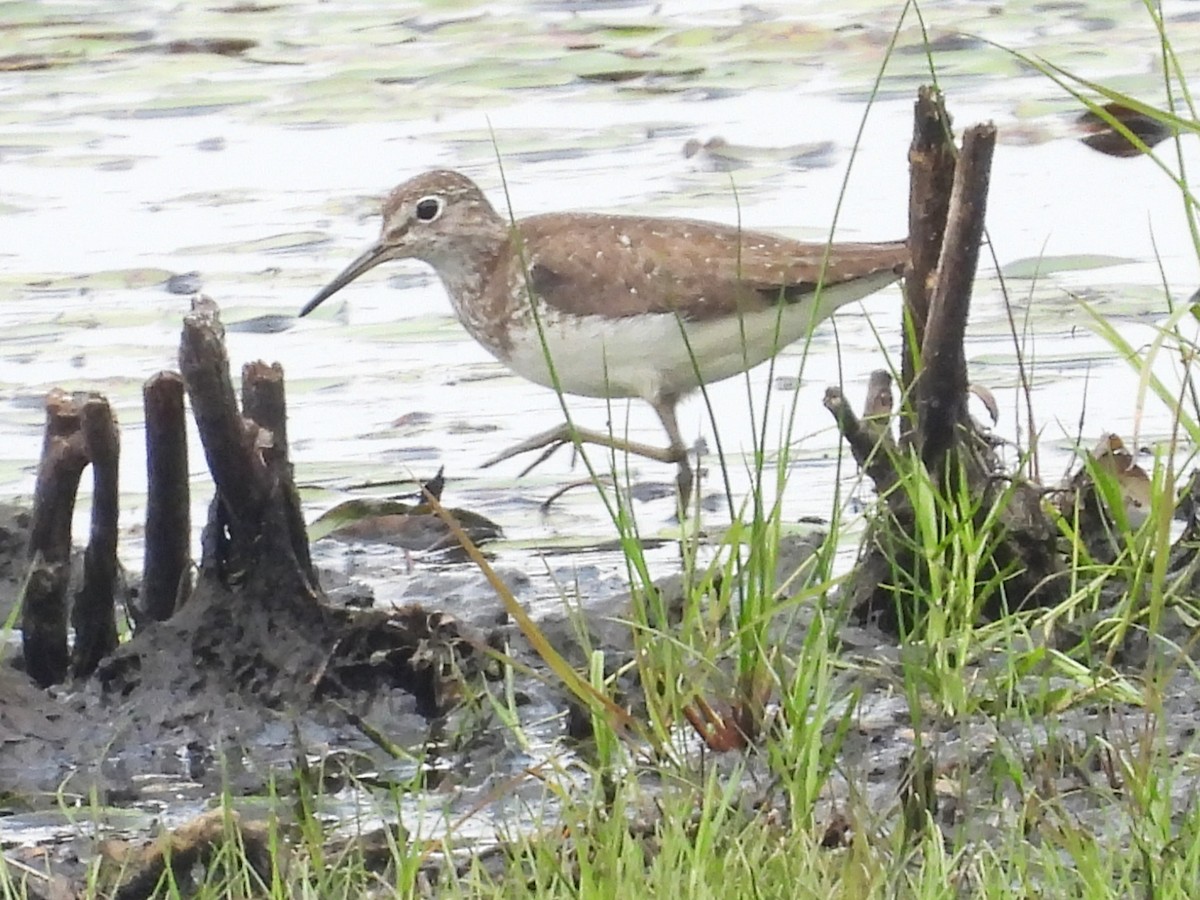 eBird Checklist - 5 Aug 2025 - October Mountain SF--Washington Mtn ...
