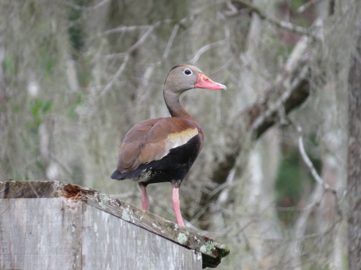 eBird Checklist - 5 Aug 2025 - Donnelley WMA (partial fall and winter ...