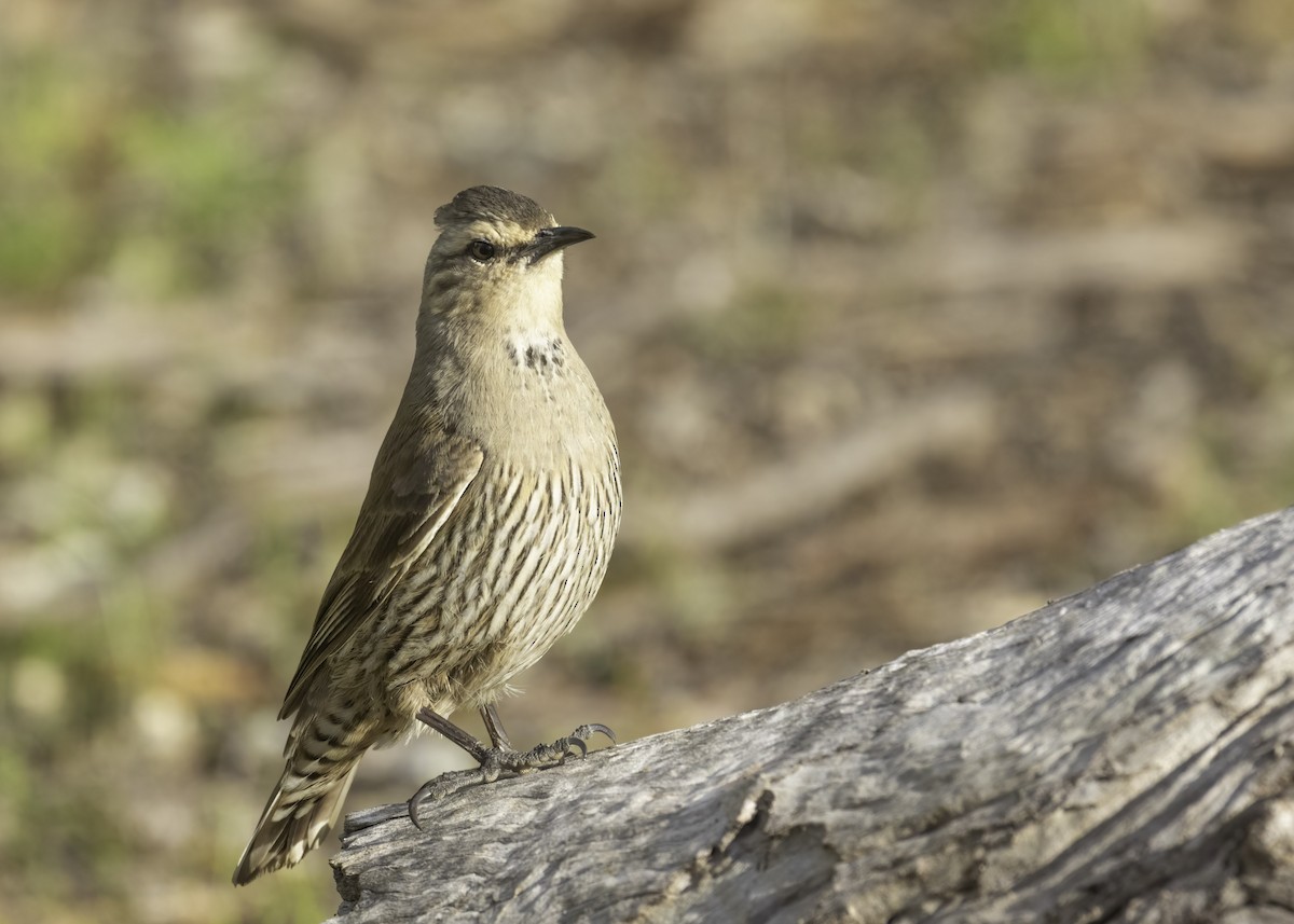 eBird Checklist - 30 Jul 2025 - Terrick Terrick National Park - 20 species