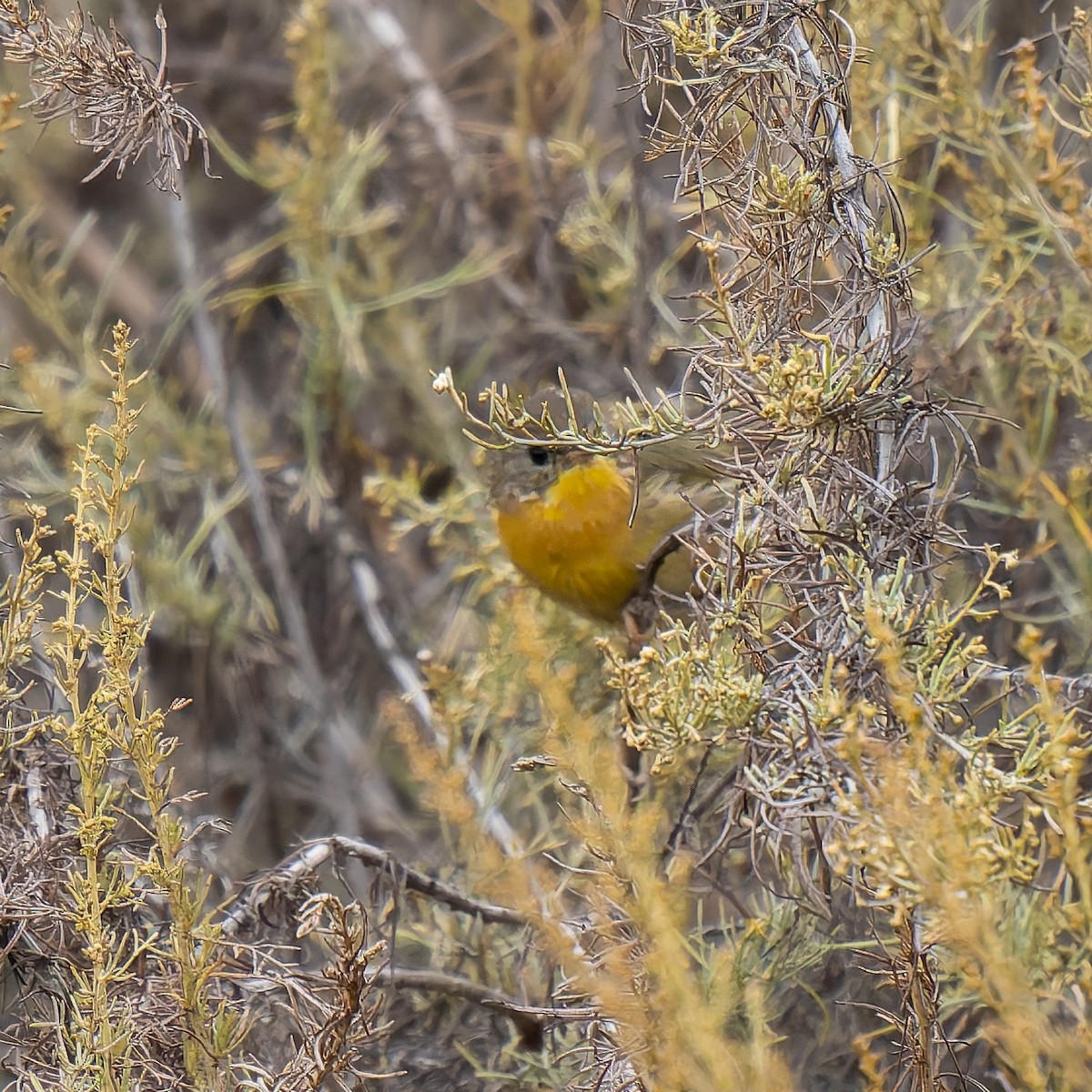 eBird Checklist - 5 Aug 2025 - San Joaquin Wildlife Sanctuary ...