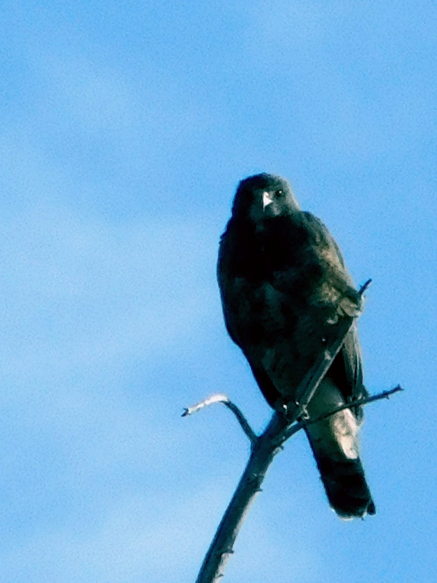 eBird Checklist - 4 Aug 2025 - Umatilla NF -- Umatilla Rim Trail - 30 ...