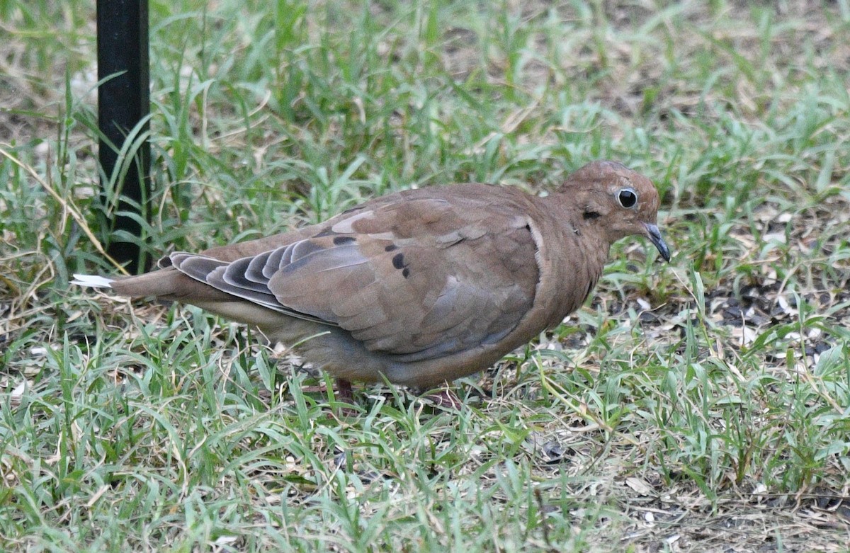 eBird Checklist - 2 Aug 2025 - Home, Kitty Hawk Bay Dr., Colington ...