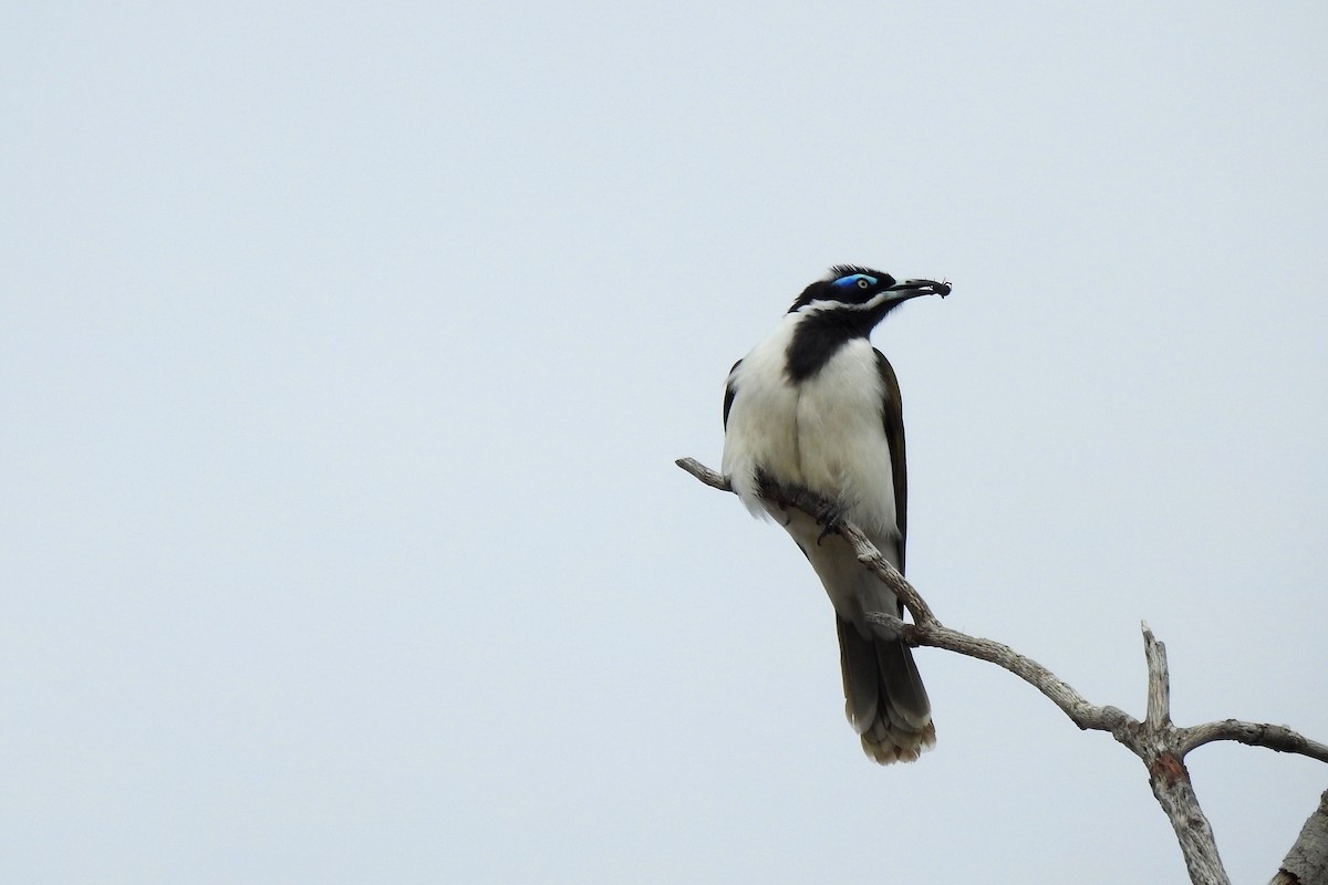 eBird Checklist - 6 Aug 2025 - Red Hill (Restricted access) Tingha 2369 ...