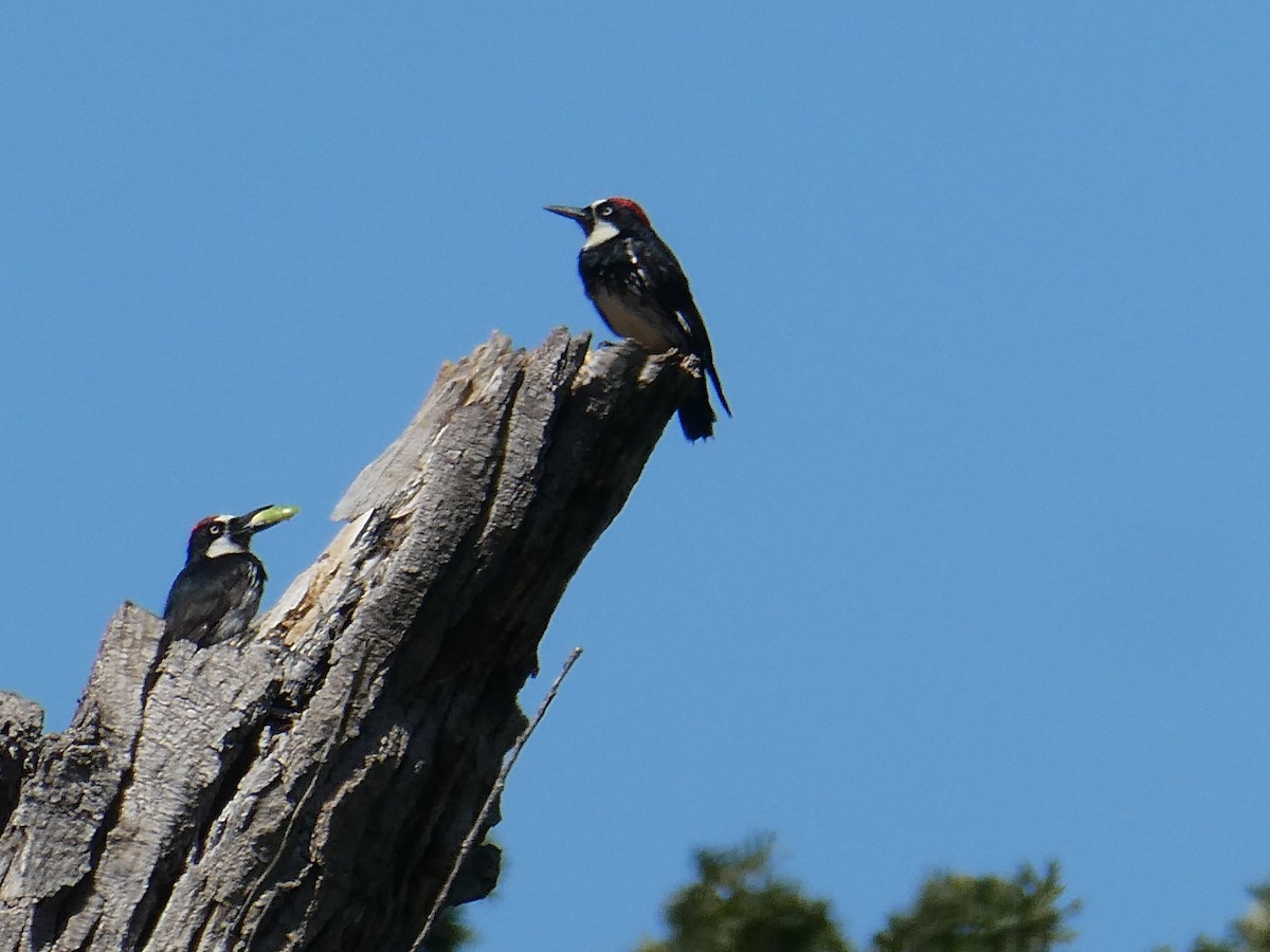 eBird Checklist - 5 Aug 2025 - American River Parkway behind condo ...