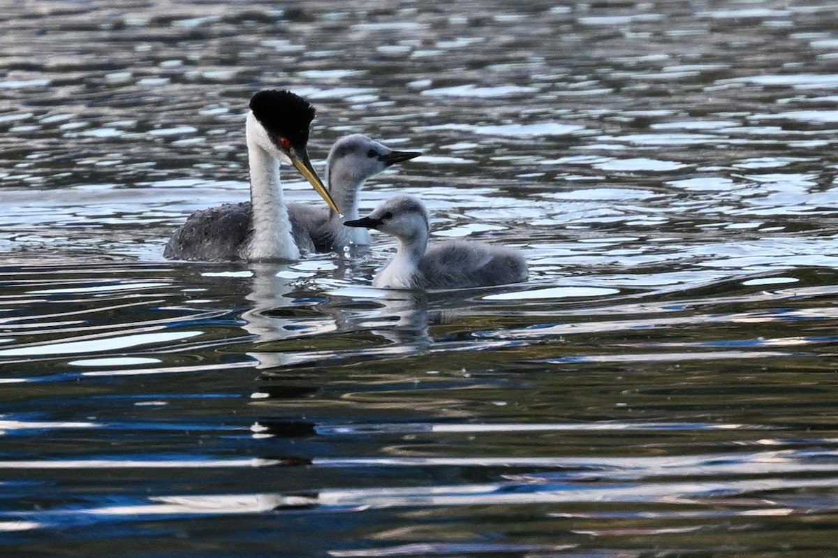 eBird Checklist - 5 Aug 2025 - Fern Ridge WMA--Richardson Park - 12 species