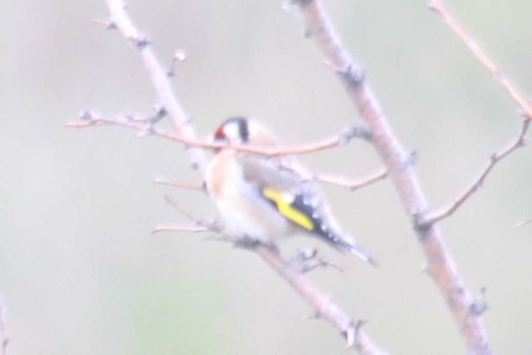 eBird Checklist - 5 Aug 2025 - Northern Memorial Park - 39 species