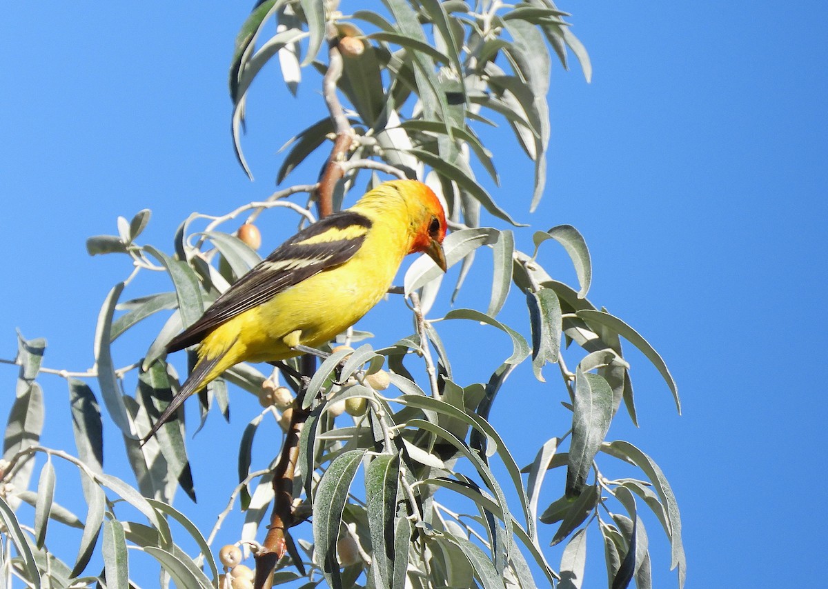 eBird Checklist - 6 Aug 2025 - Grand Junction Wildlife Area - 19 species