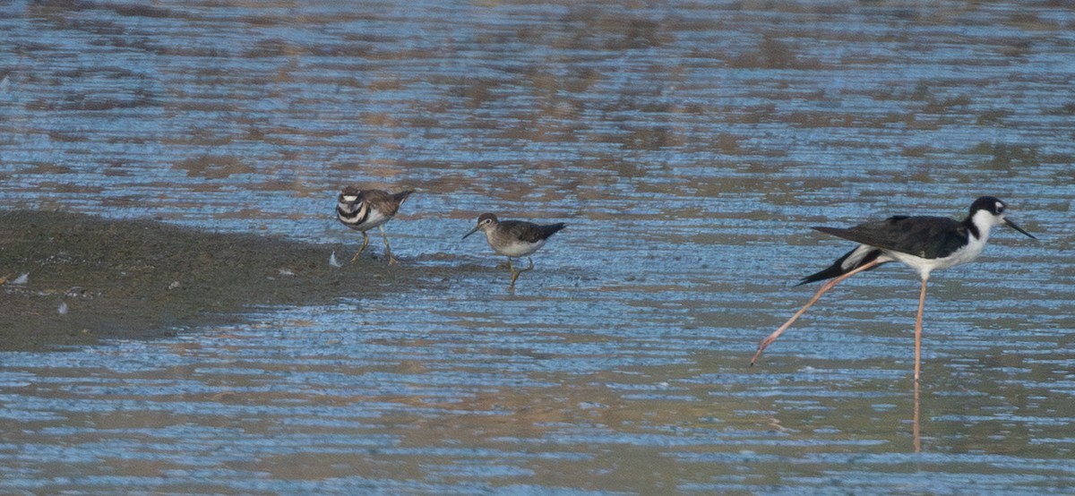 eBird Checklist - 6 Aug 2025 - Riparian Preserve at Gilbert Water Ranch ...